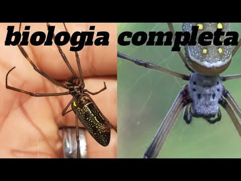 (NEPHILA CLAVIPES)Aranha fio-de-ouro=biologia completa/Por Caçula