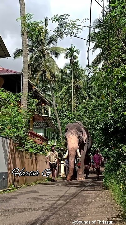 തിരുവമ്പാടി അർജുൻ | Thiruvambady Arjun | #shorts | വഴിയടി | Vazhiyadi ... തിരുവമ്പാടി അർജുൻ | Thiruvambady Arjun | #shorts | വഴിയടി | Vazhiyadi ...