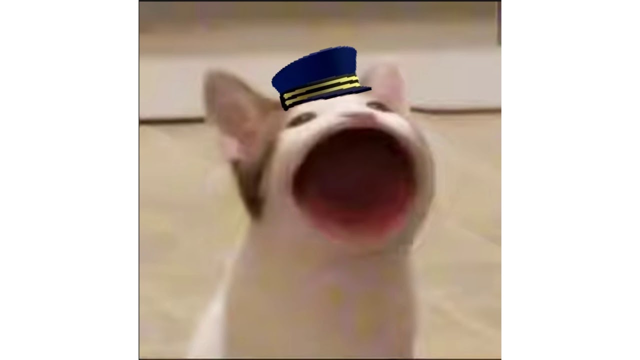 pop cat commander (TDS) - YouTube