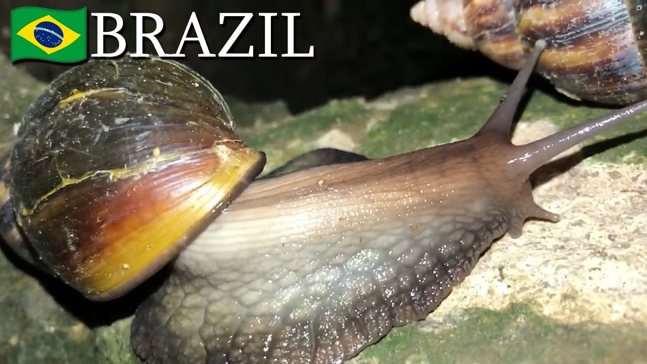 Giant African snails 🇧🇷 Brazil | v146 - YouTube