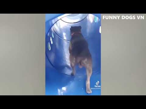 funny dog funny moments funny cat