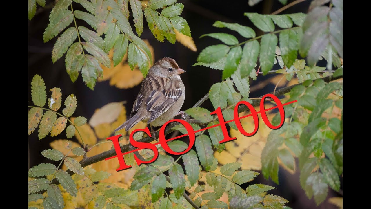 Nature Photography: ISO 100 vs 400 - YouTube