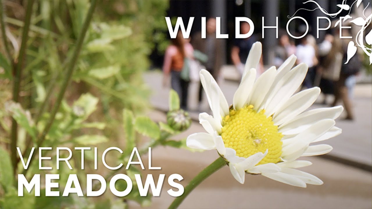 Can Vertical Meadows Bring Green Back to our Cities? | WILD HOPE - YouTube