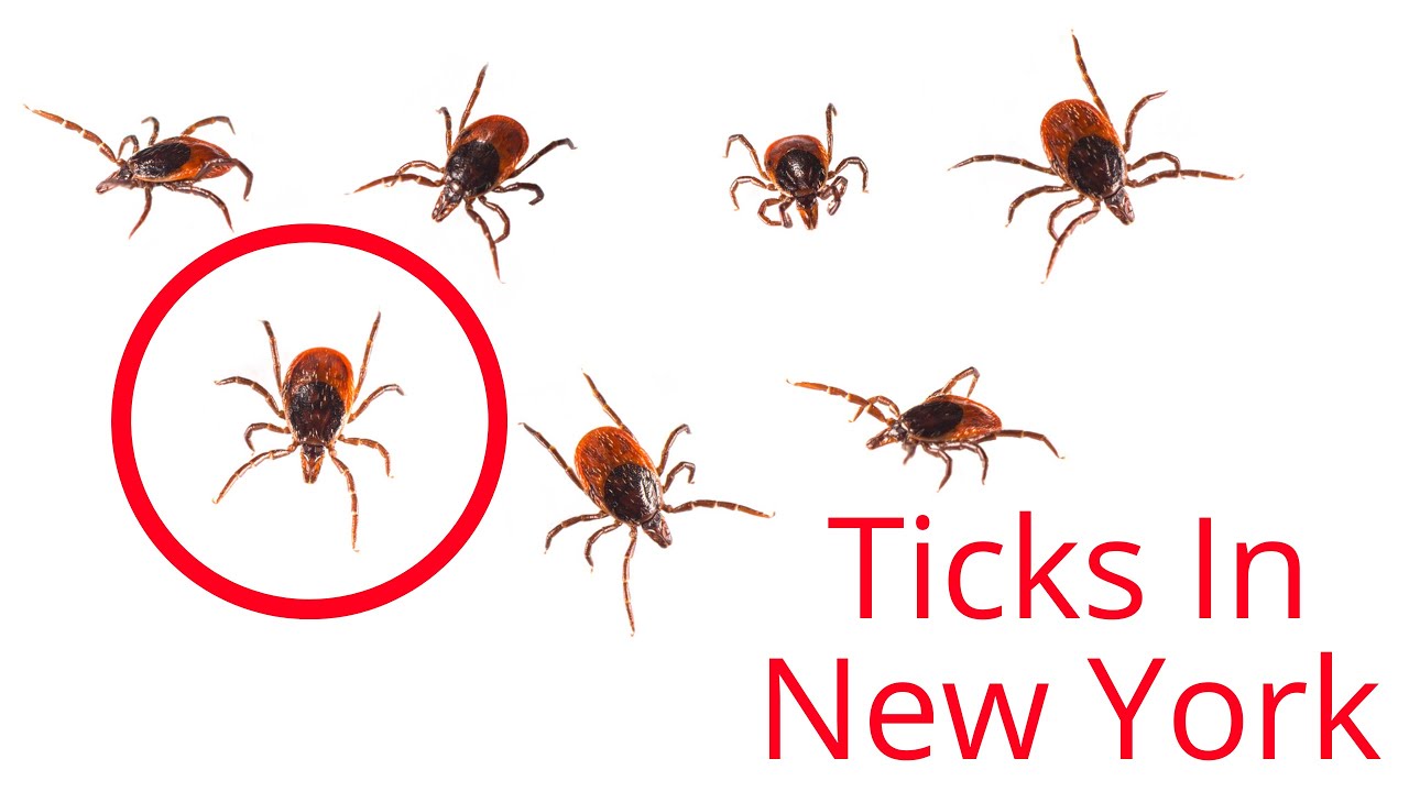 Ticks in New York City - What You Need to Know - YouTube
