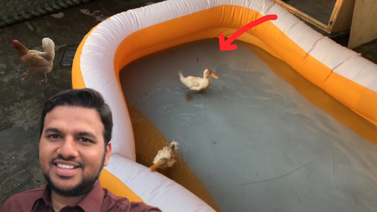 Ducks ko Swimming Pool Ma Nehla Dia | Atif or Dayan - YouTube
