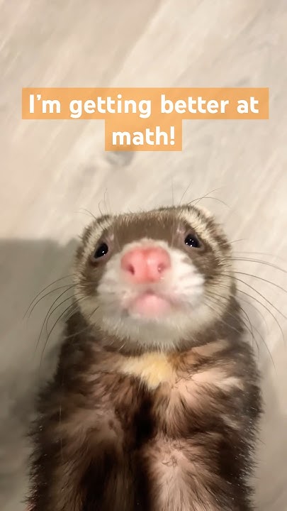 Such a smart boy #sillyferret #math #ferret - YouTube
