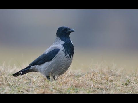 Hooded crow 1h bird sound