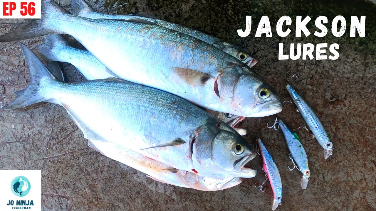 Tailor on Jackson Lures. Hot Bites at Brunswick Heads Ep.56 - YouTube