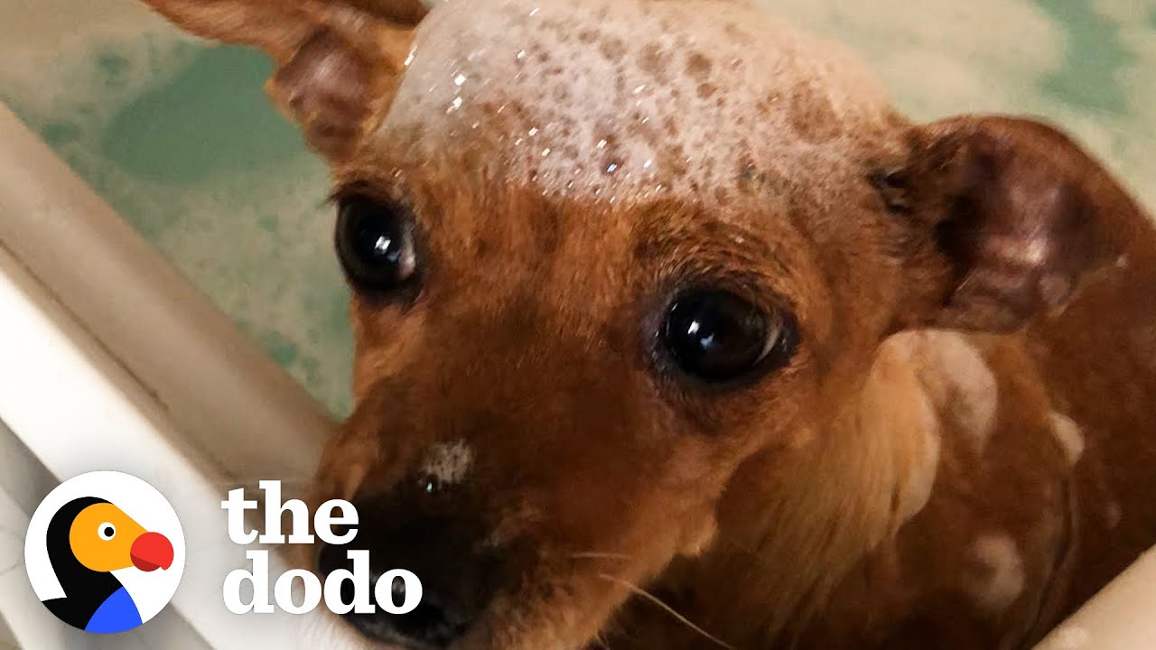 Why Are Dogs Scared Of Baths