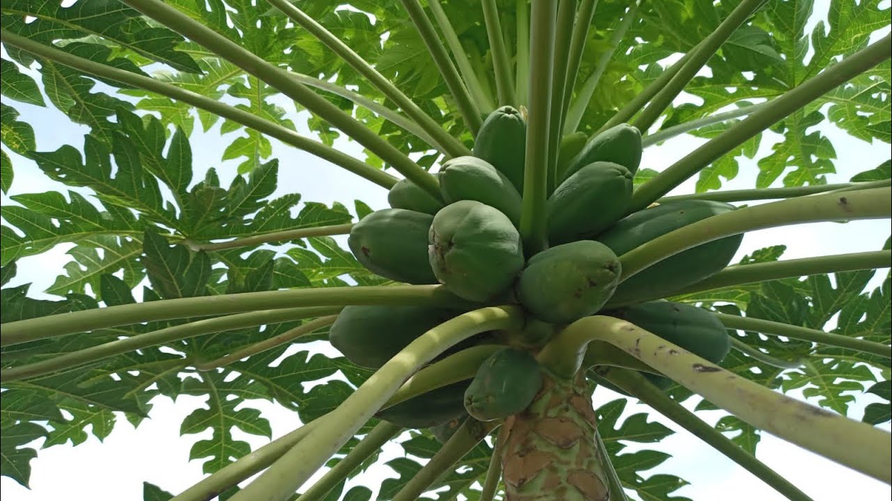 MAMOEIRO MACHO NUNCA MAIS!!!VEJA COMO FAZER A TRANSFORMAÇÃO - YouTube