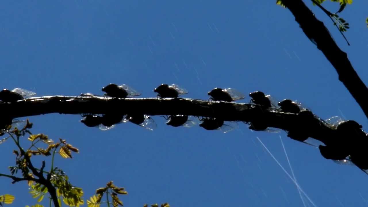 Cicadas - Drinking & Peeing (01Apr2012b) - YouTube