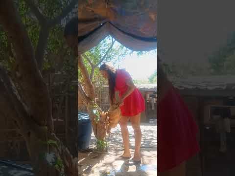 Um almoço em família merece uma galinha caipira 