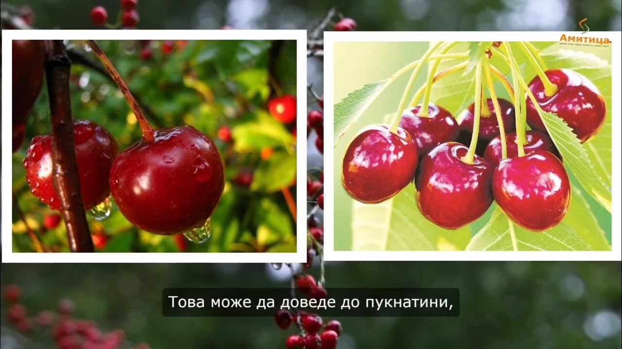 Как да предотвратим напукването на черешите и другите плодове Youtube