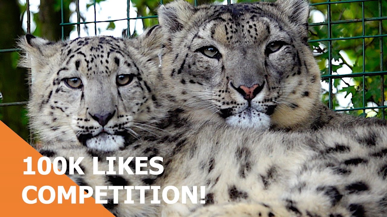 100K likes competition! - YouTube