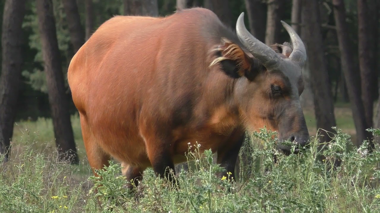 Red forest buffalo in Safaripark Beekse Bergen - YouTube