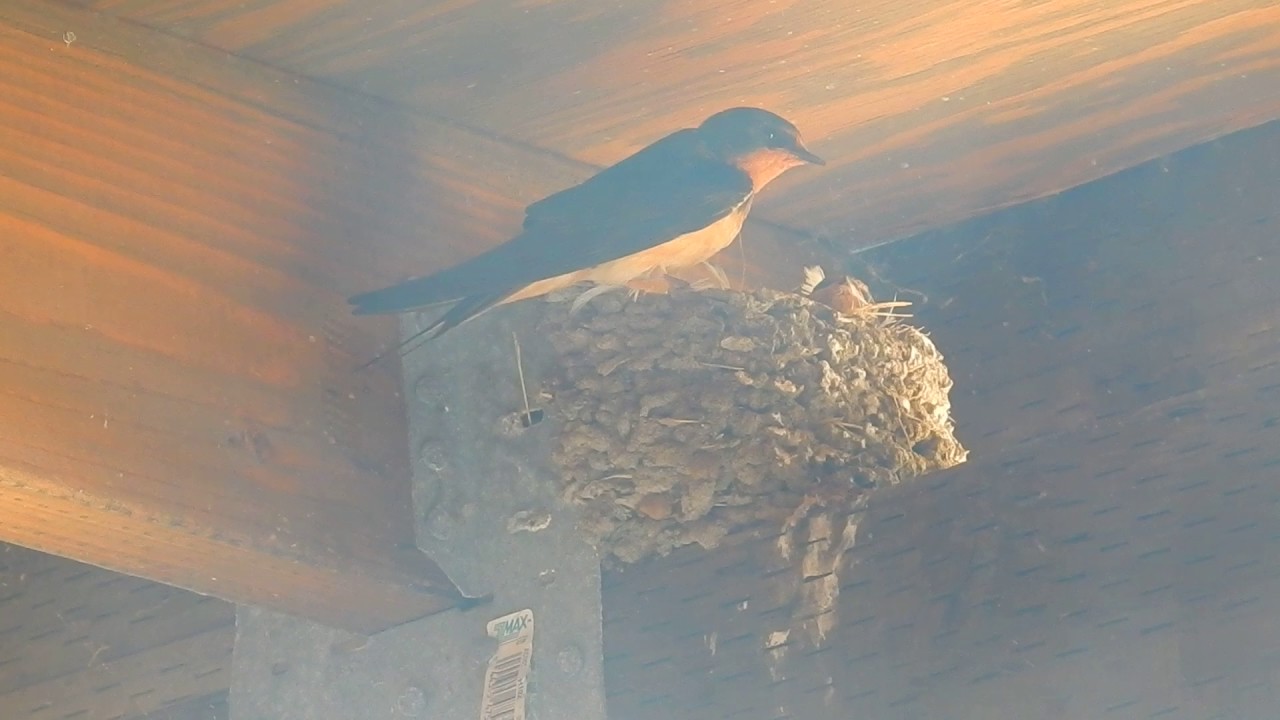 Barn Swallow feeding nestling - YouTube