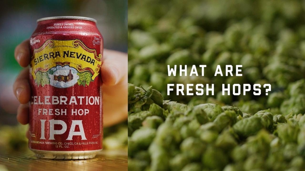 Fresh Hops Explained: The Secret Behind Celebration IPA - YouTube