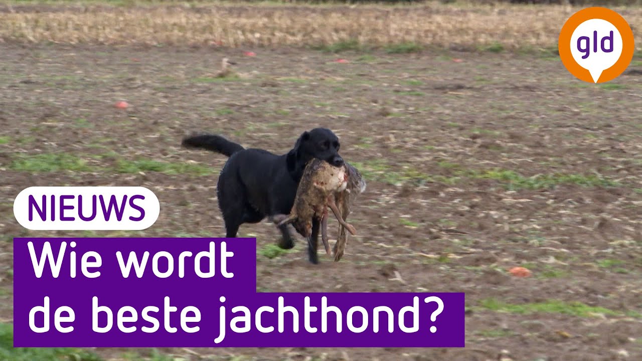 HONDEN jagen op titel 'beste jachthond' - YouTube