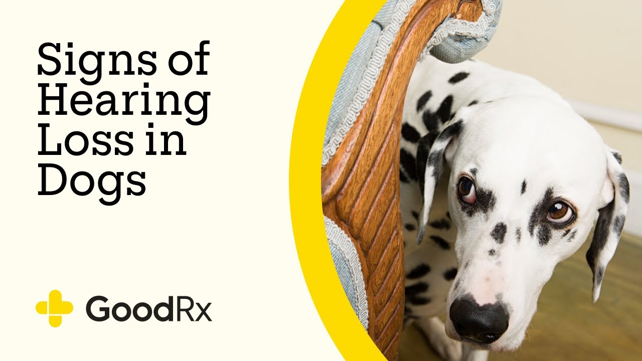 9 Tell-Tale Signs of Hearing Loss in Dogs | GoodRx - YouTube