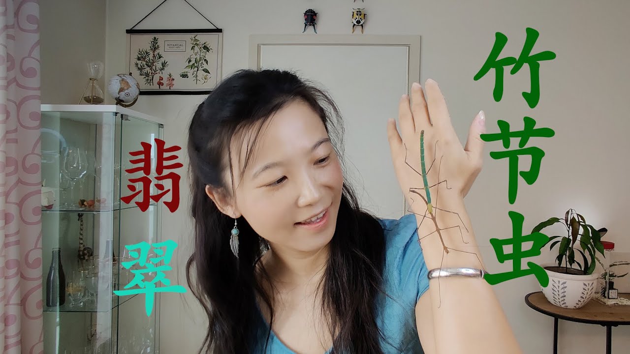 贝伦岛翡翠竹节虫 - Myronides sp. "Peleng" (Stick insect, Walking sticks) - YouTube