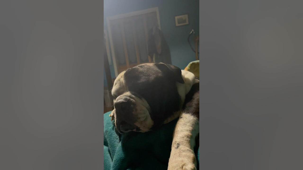 Kevin’s Crazy Bone Energy vs. Nap Time Snuggles! 🤪 ️🐶 - YouTube