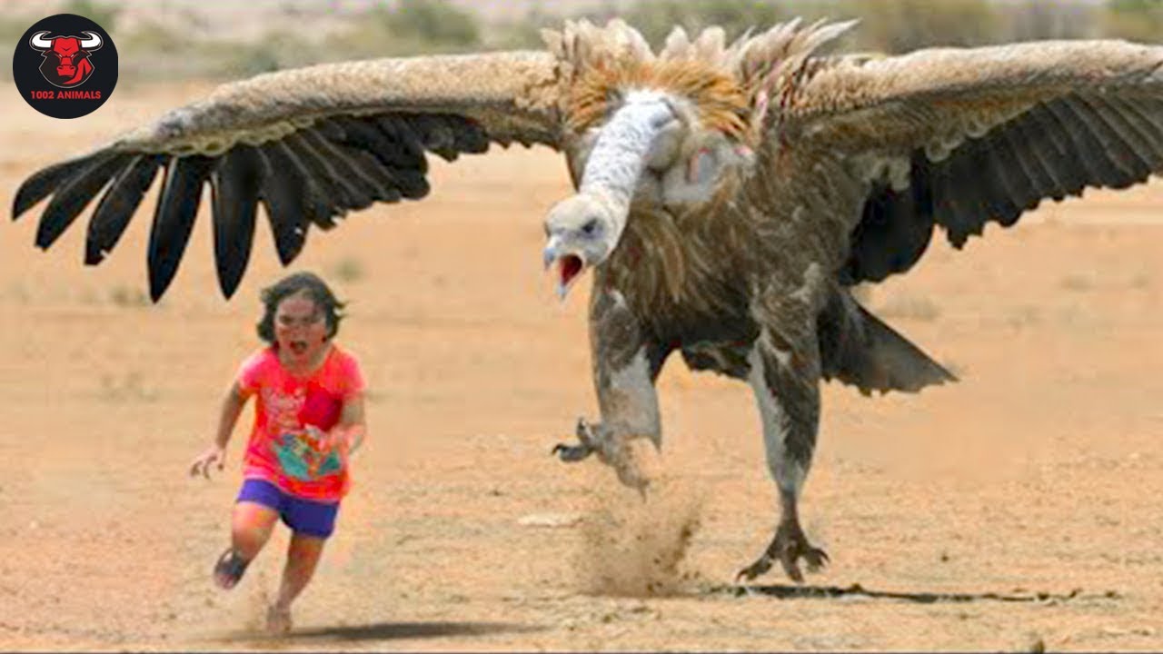 If This Bird Is Seen Anywhere, Then Run Away From There Immediately ...