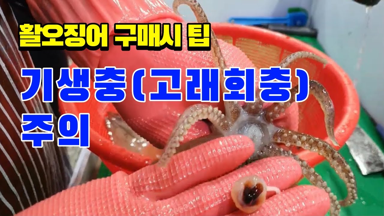 [오징어 기생충 주의] 활 오징어 구매할 때 이말은 꼭 해주세요! Squid parasite. Anisakis. [수아아빠TV ...
