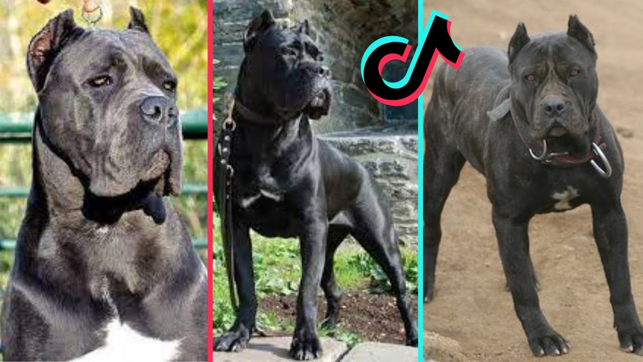 Cane Corso they are badass TikTok Compilation | Super Funny Pets # 05 ...