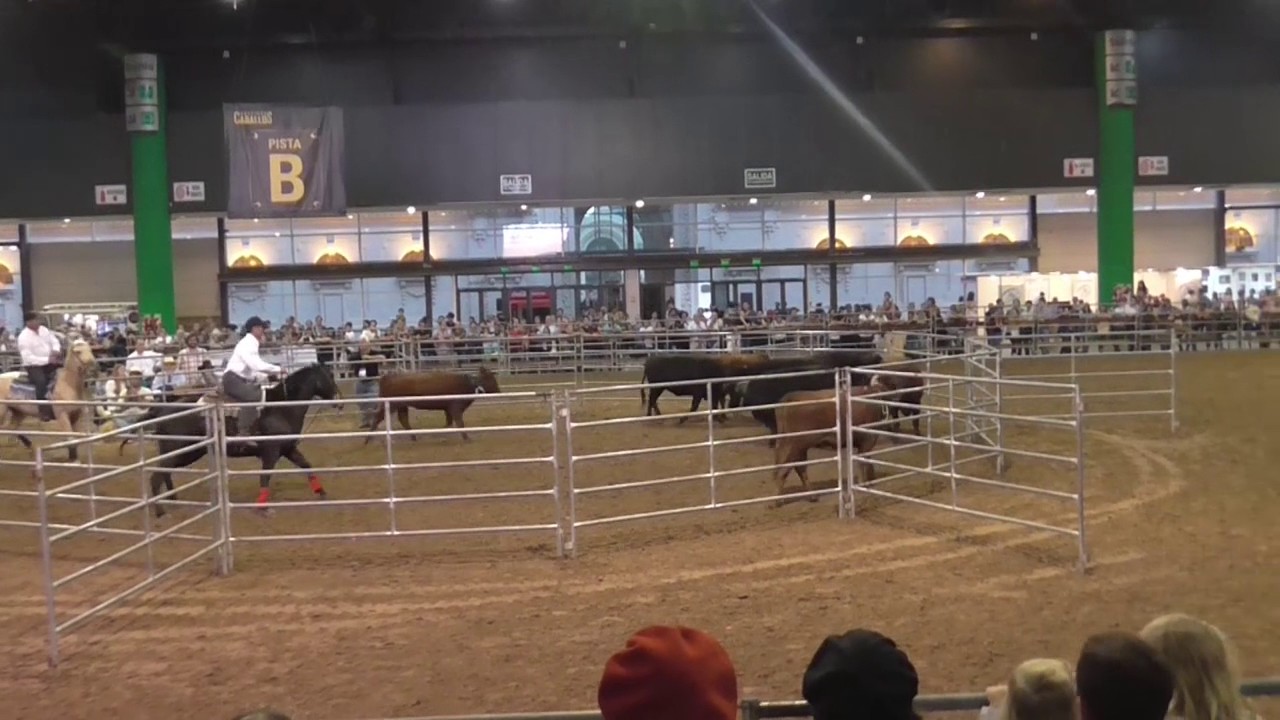 Ranch Sorting 2º Puesto Nuestros Caballos 2017 - YouTube