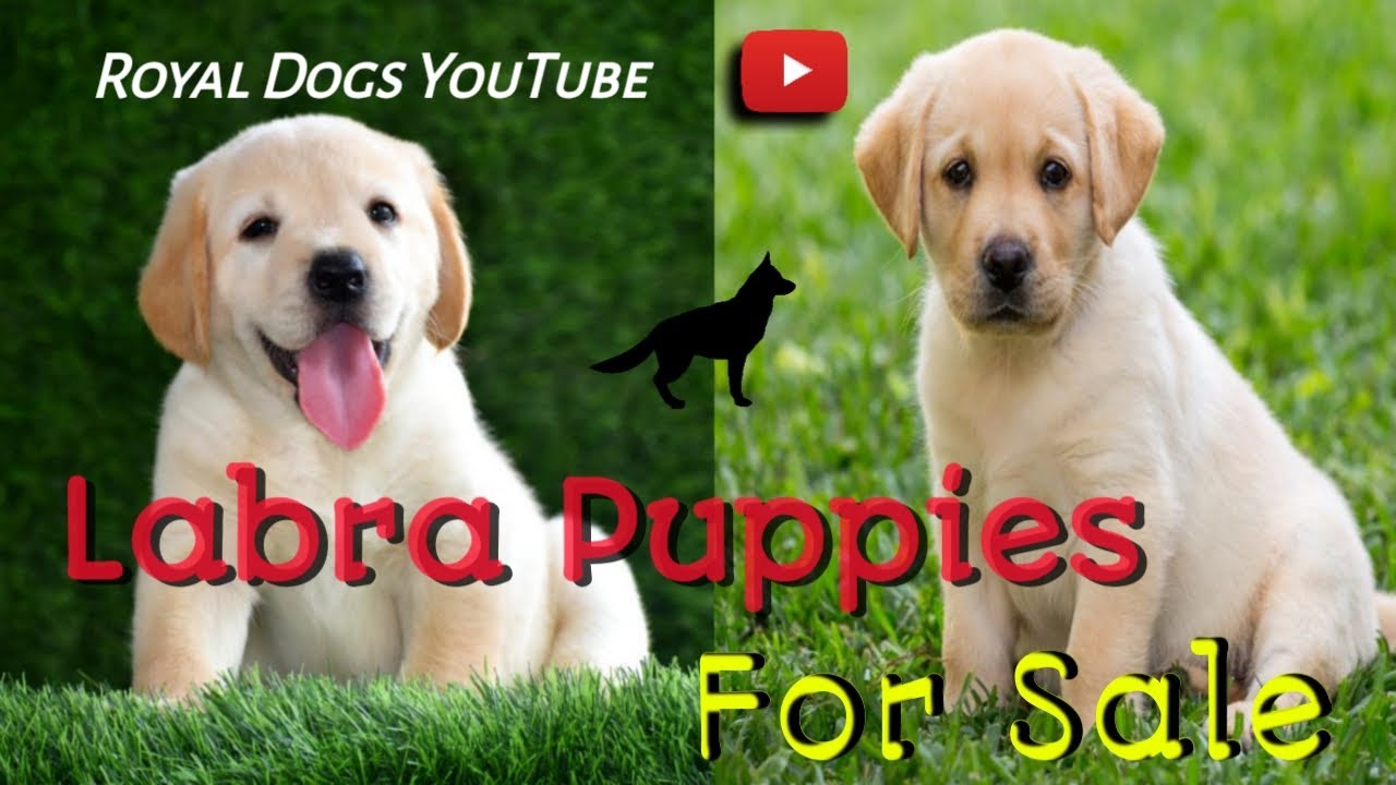 Labrador Puppies For Sale | Best Quality Labrador Puppies Sale | Labra ...