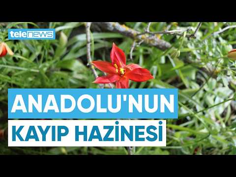 130 Yıllık Hasret Bitti | Yitik Türk Lalesi Ana Vatanına Döndü| Telenews TV