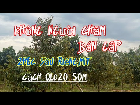 Không có thời gian chăm vườn chủ bán gấp 20000m2 vườn mít,sầu riêng ...