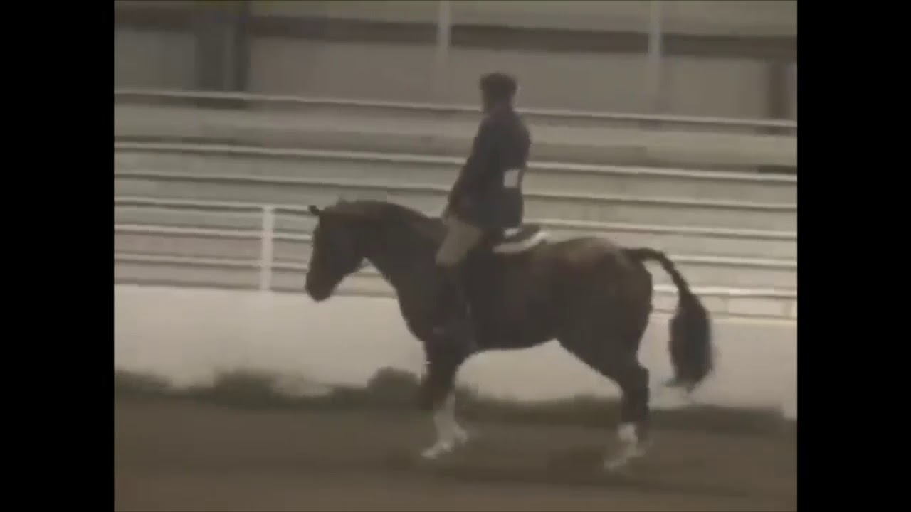 The Elite Stallion Apiro ~ Top Hunter Sire. - YouTube