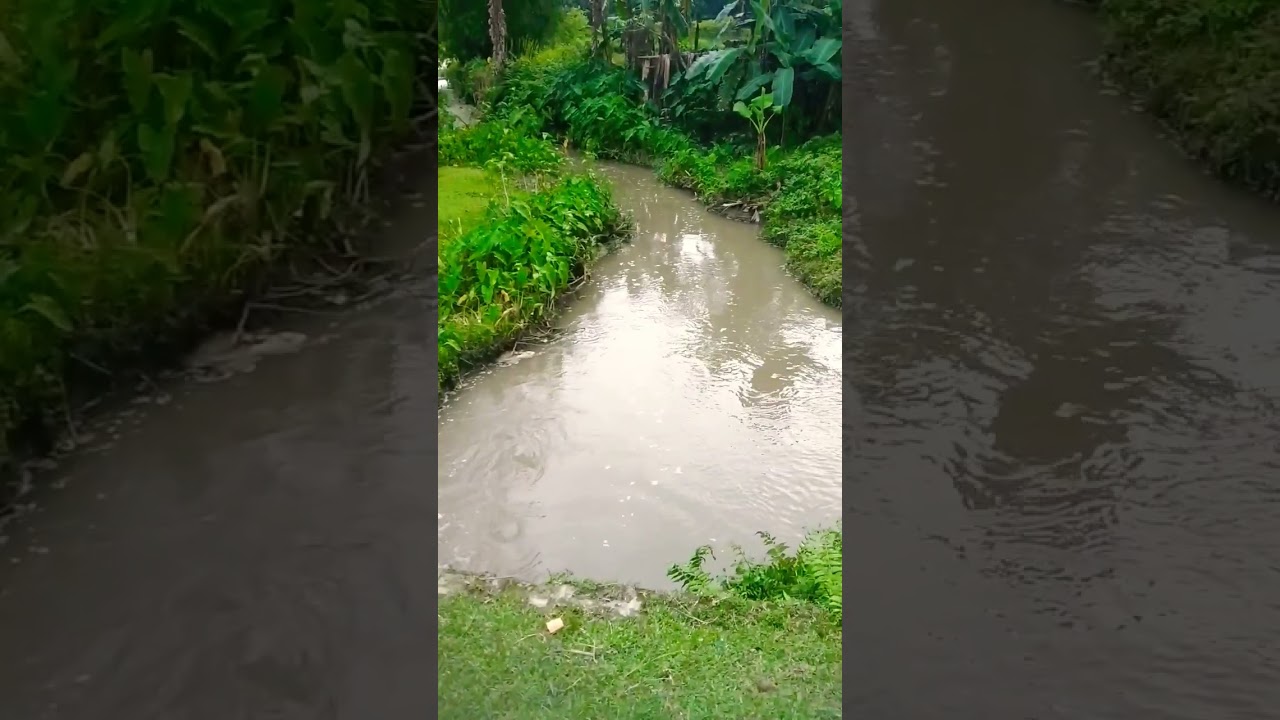 beautiful pothar #shorts - YouTube