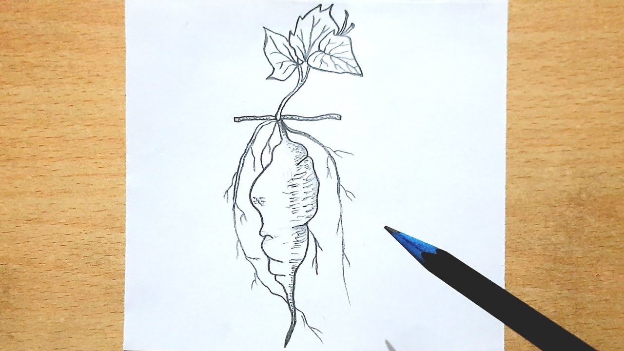Sweet Potato Plant Drawing