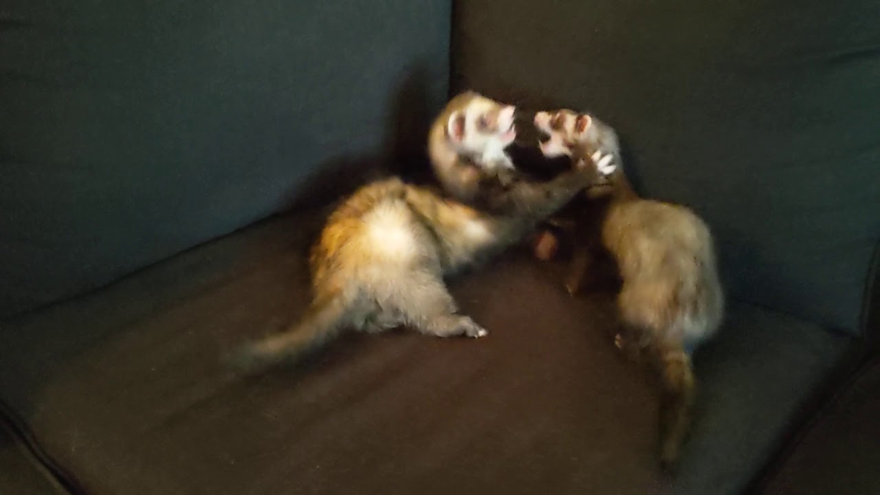 Ferrets Playing on the Couch - YouTube