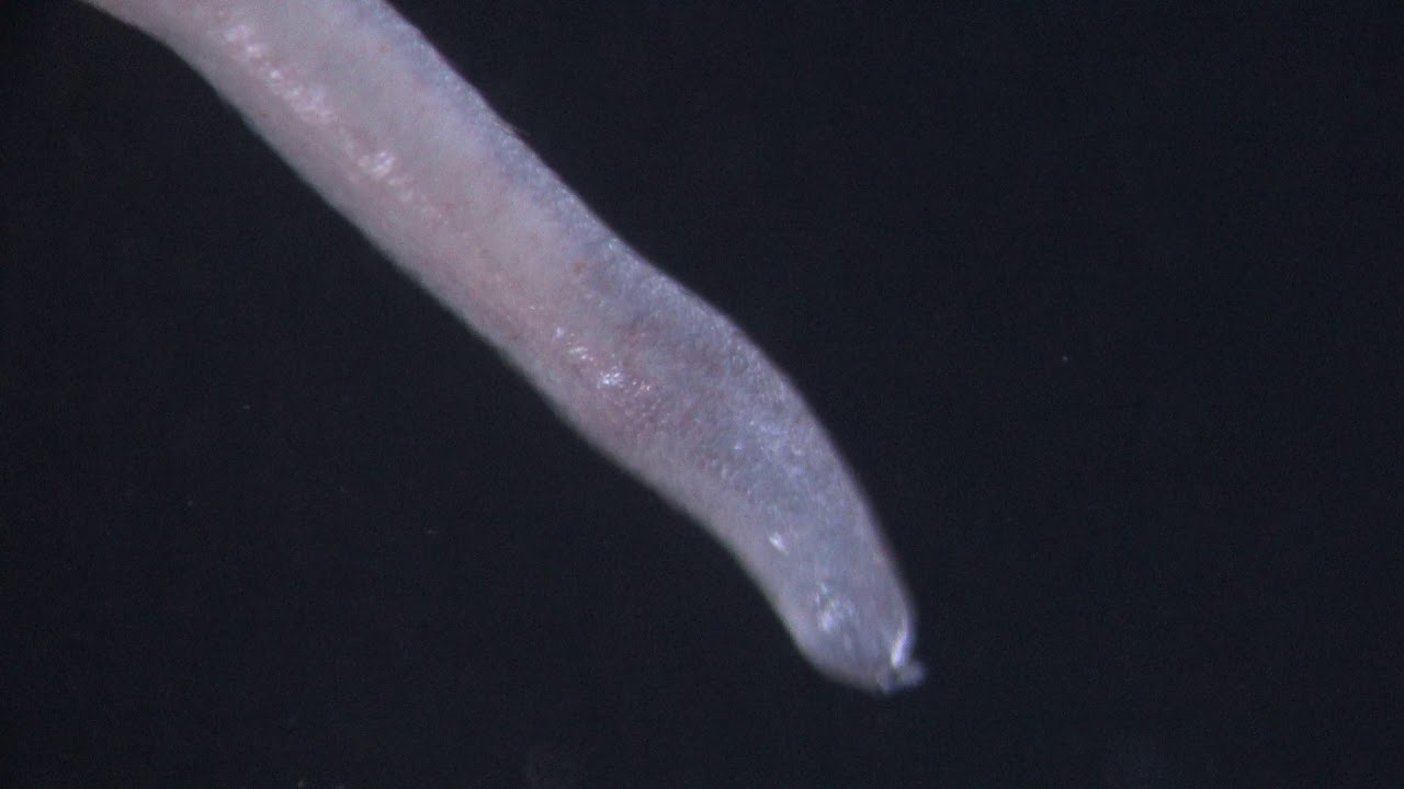 Wirenia sp. (Solenogastres, Mollusca) - YouTube