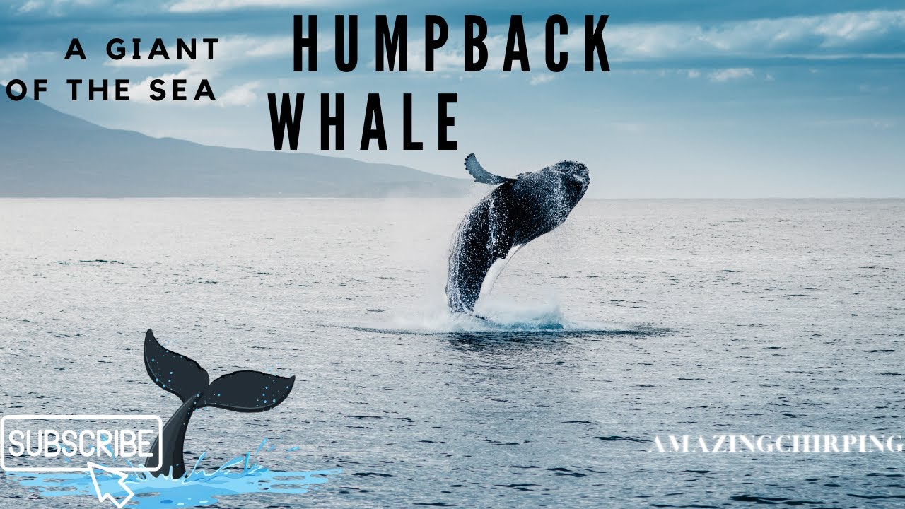 Ocean Humpback Whales: A Stunning Look at These Ocean Giants in 4K ...