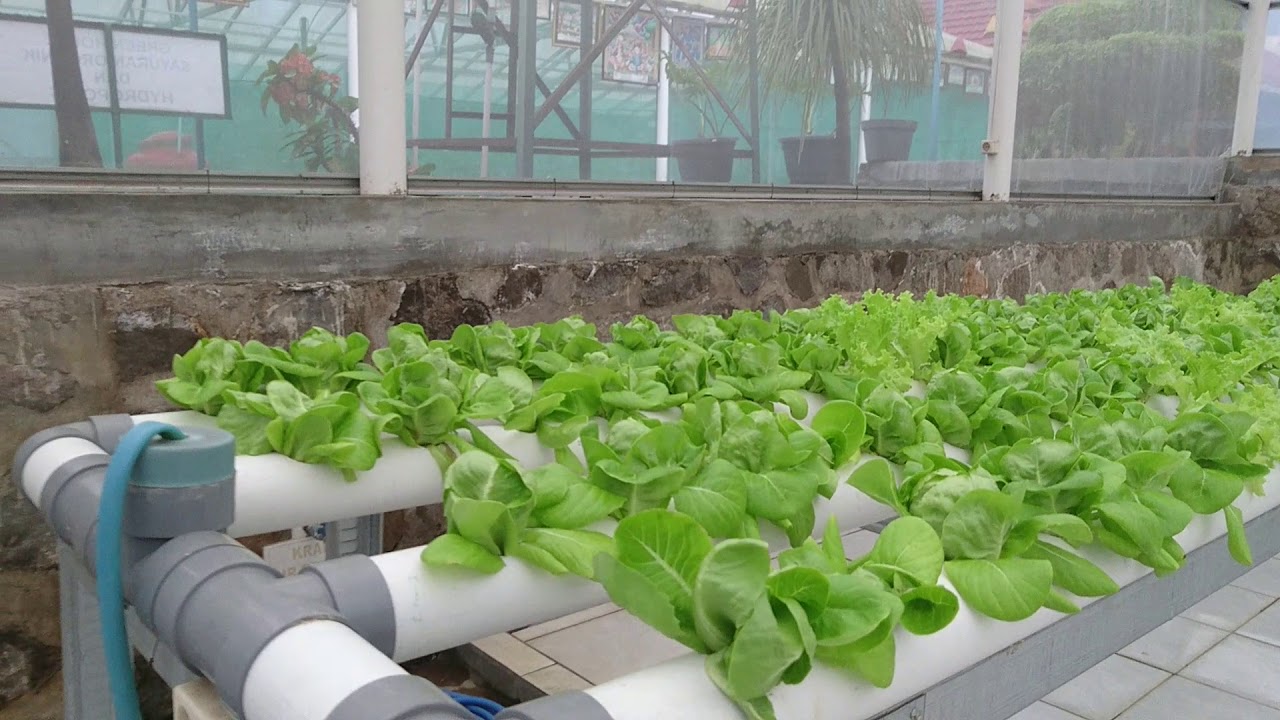 Selada mini romain selada hidroponik - YouTube
