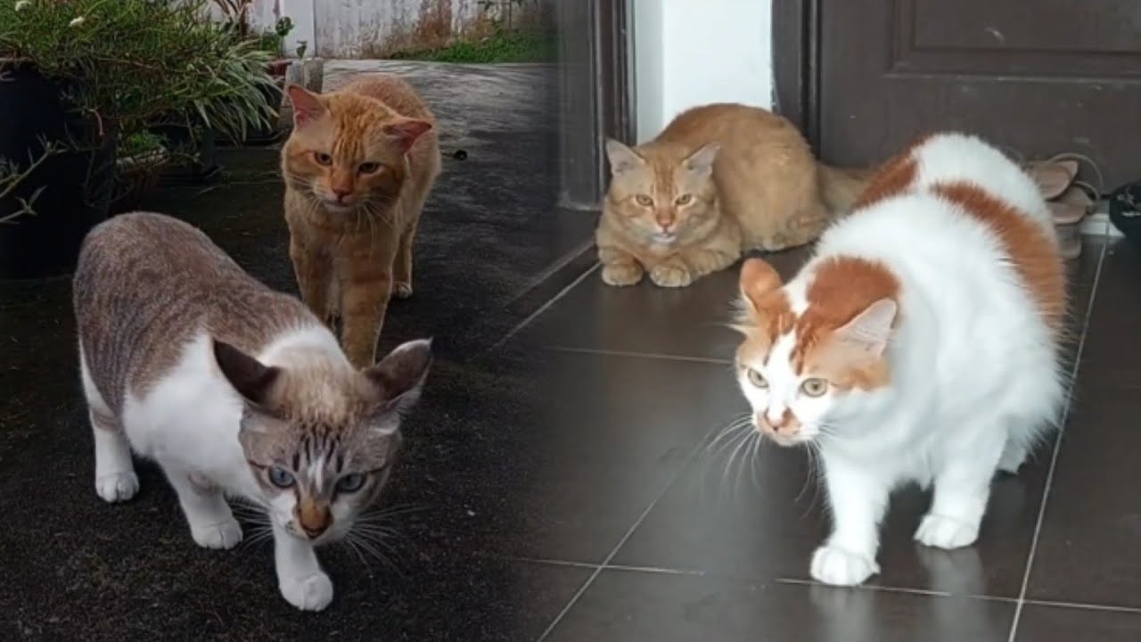 Male cat try hard to chase female cats to mating. but tuxedo cats are ...