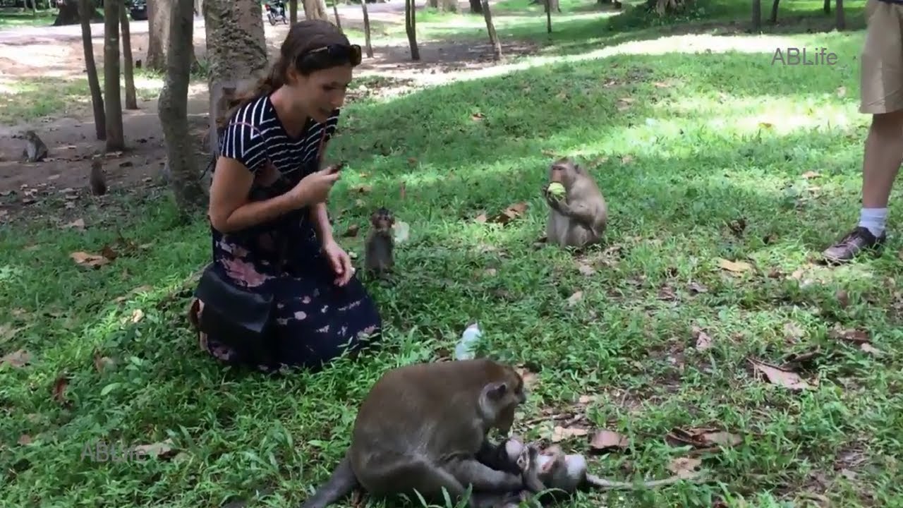 Cute Baby Monkey Asking Lotus From Beautiful Lady Daily Monkeys Man ...