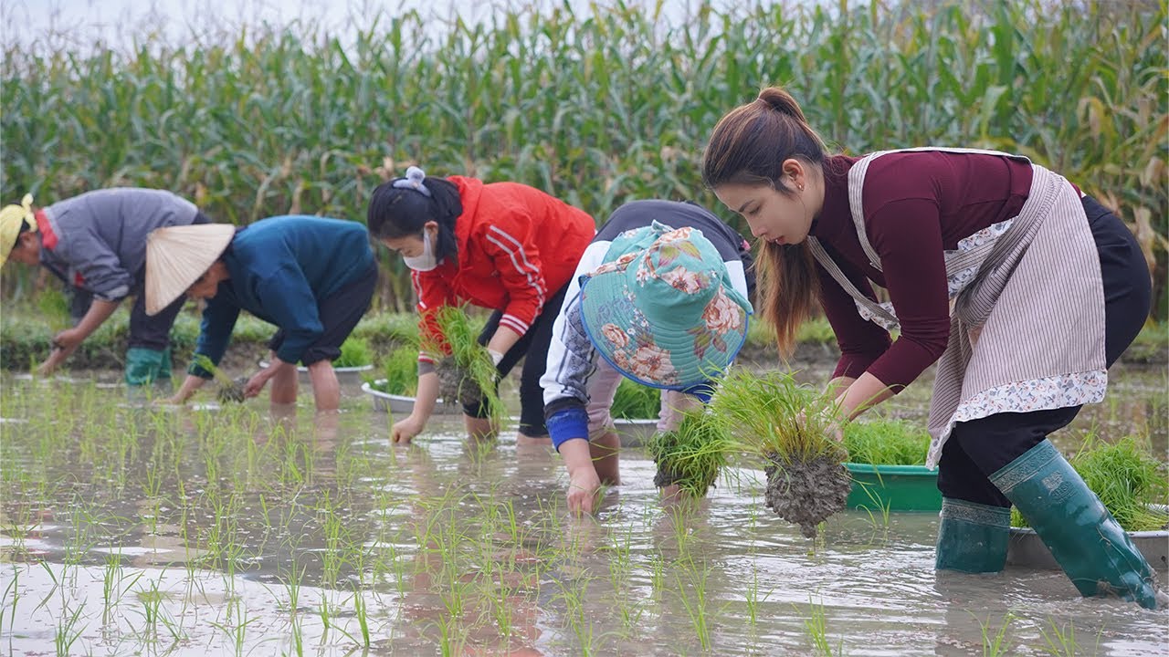 #244: Incubating, sowing, transplanting rice growing wet rice How to ...