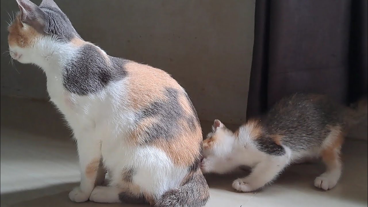 kitten lala licks cat mochi's tail and then licks her own tail - YouTube