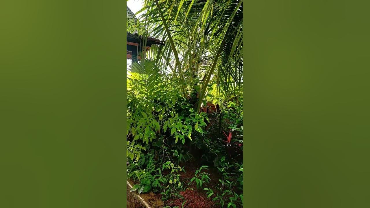 For Sale Only 35 Lakhs In Konkan 9270055115 YouTube for-sale-only-35-lakhs-in-konkan-9270055115-youtube