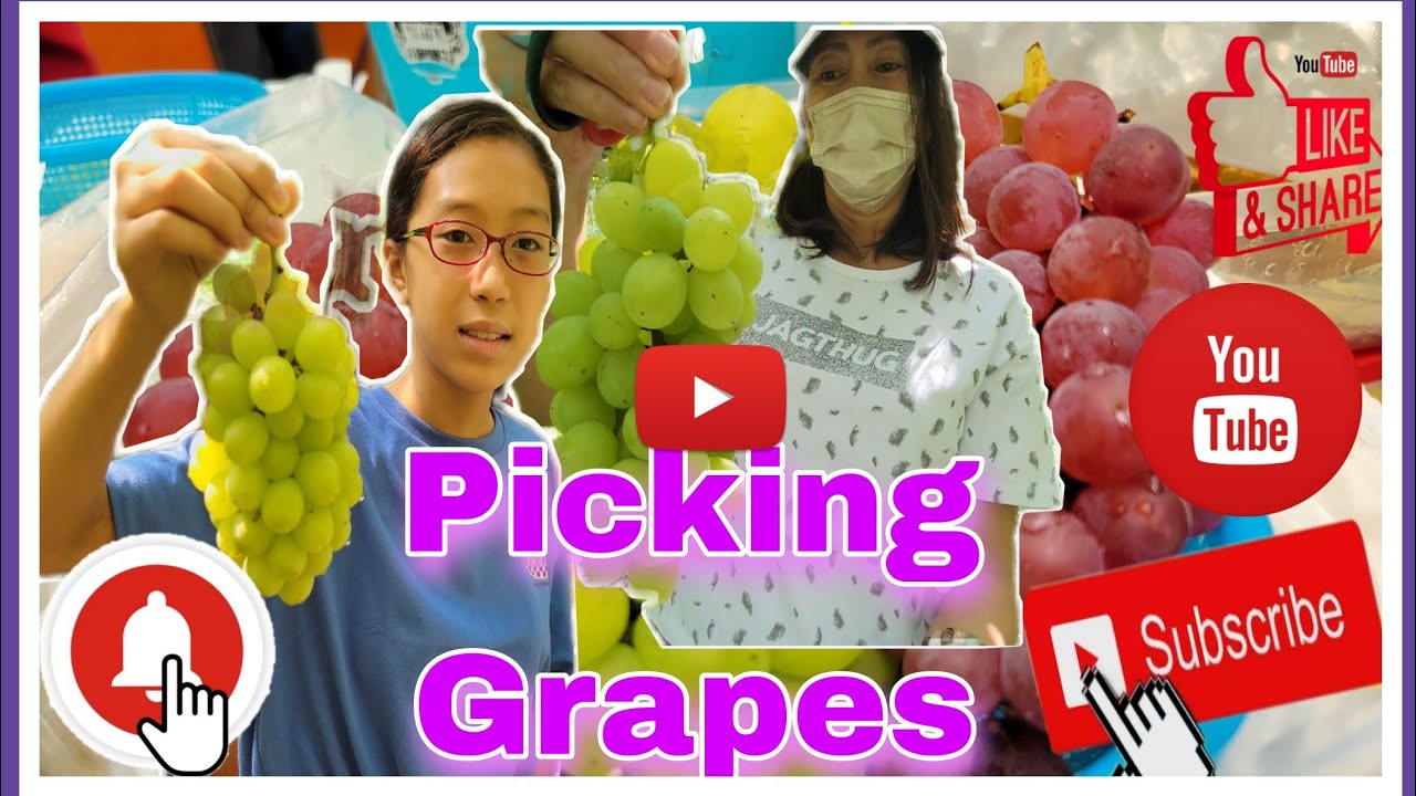 Picking Grapes - YouTube