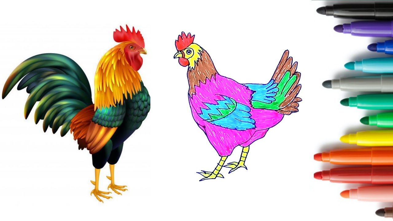 Cara Menggambar Ayam dan Mewarnai Mudah Dan Bagus | How to Draw ...