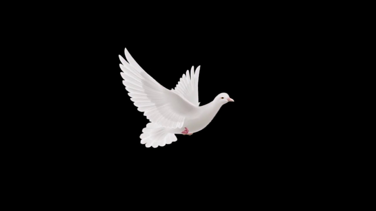 Free Flying Dove on Black Screen - YouTube