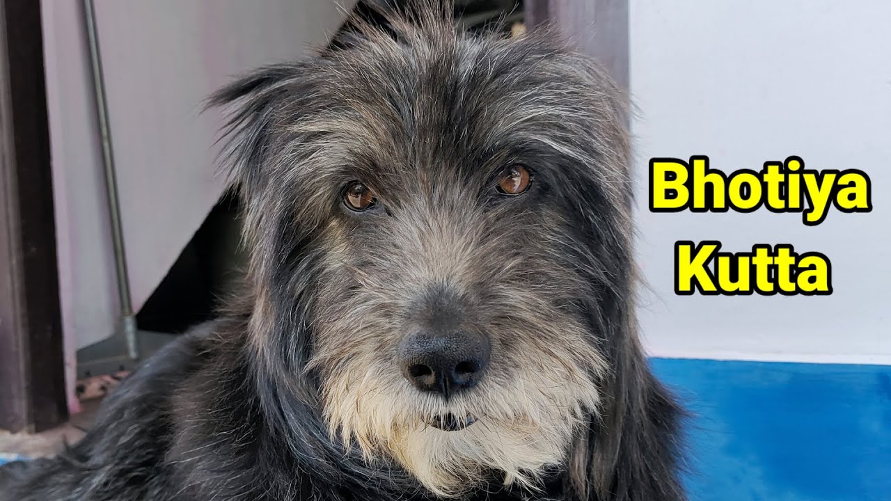 funny bhalu #bhalu#dog#doglover#dogshorts#dogs#kutta#animals - YouTube