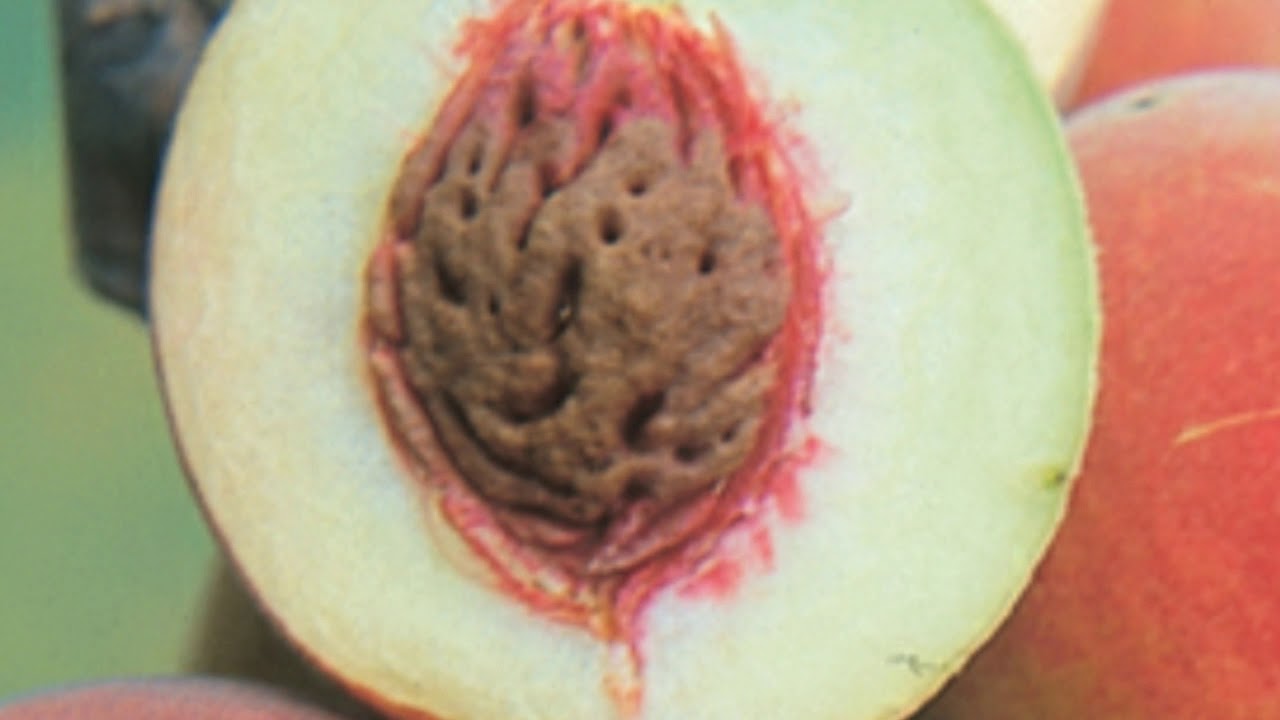 HMOOB KUAB TSHUAJ, TXIV DUAJ - YouTube