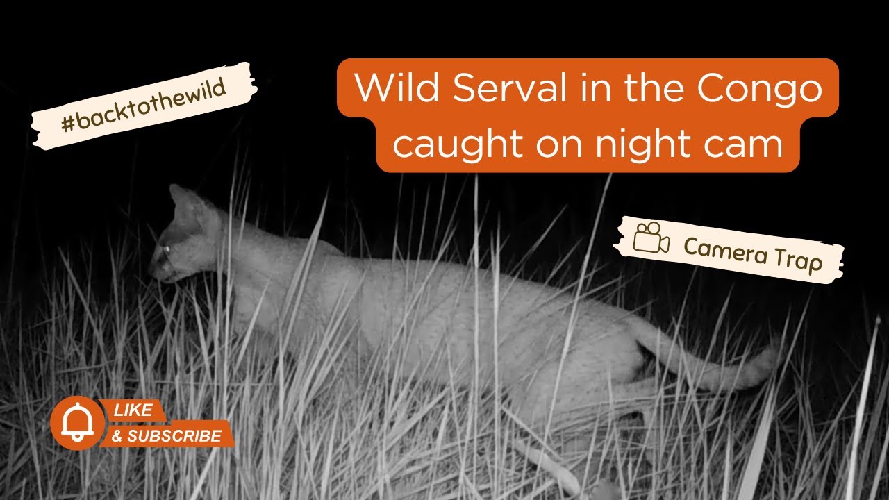Wild Serval caught on night cam camera trap - YouTube